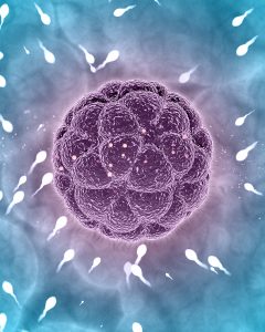 Blastocyst Culture: Enhancing IVF Success Rates